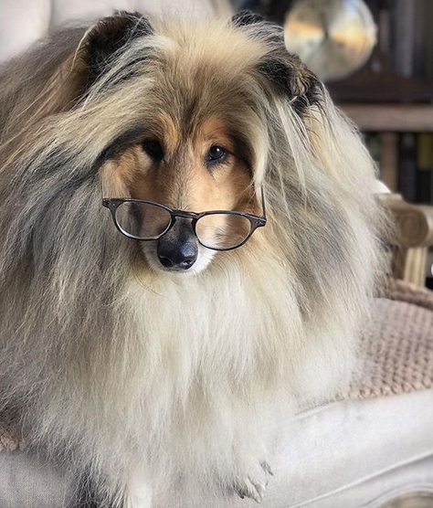 14 Halloween Costume Ideas for Collies | Page 2 of 3 | PetPress