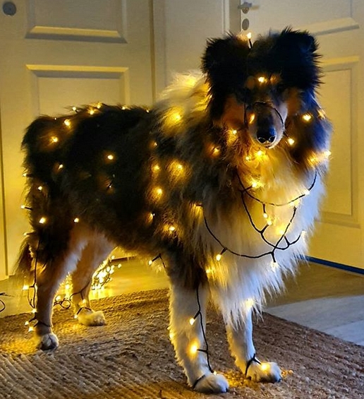 14 Halloween Costume Ideas for Collies | Page 2 of 3 | PetPress