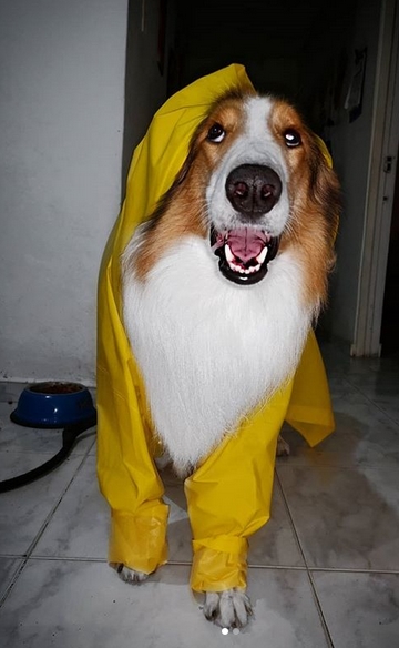 14 Halloween Costume Ideas for Collies - PetPress