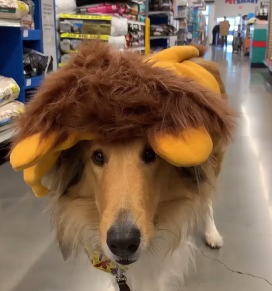 14 Halloween Costume Ideas for Collies - PetPress
