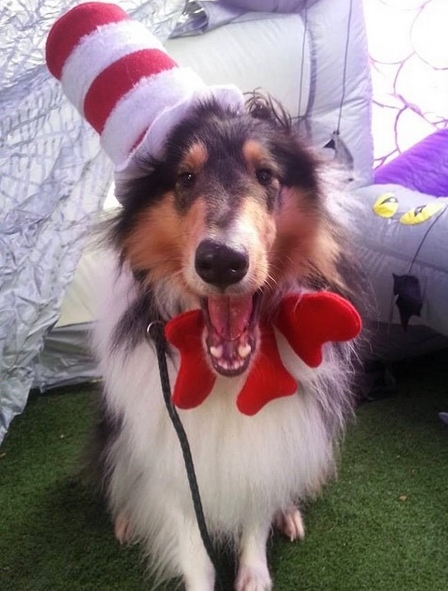 14 Halloween Costume Ideas for Collies - PetPress