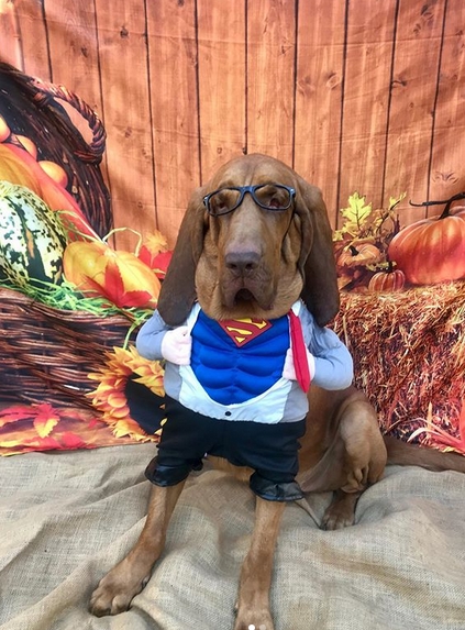 14 Halloween Costumes for Bloodhounds | Page 3 of 3 | PetPress