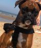 15 Character Traits Of a Boxer Dog | PetPress