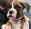 15 Character Traits Of a Boxer Dog | PetPress