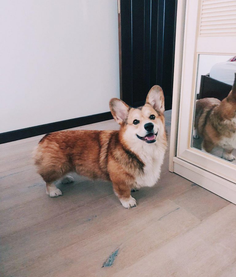 16 Photos Оf Happy Corgis - PetPress
