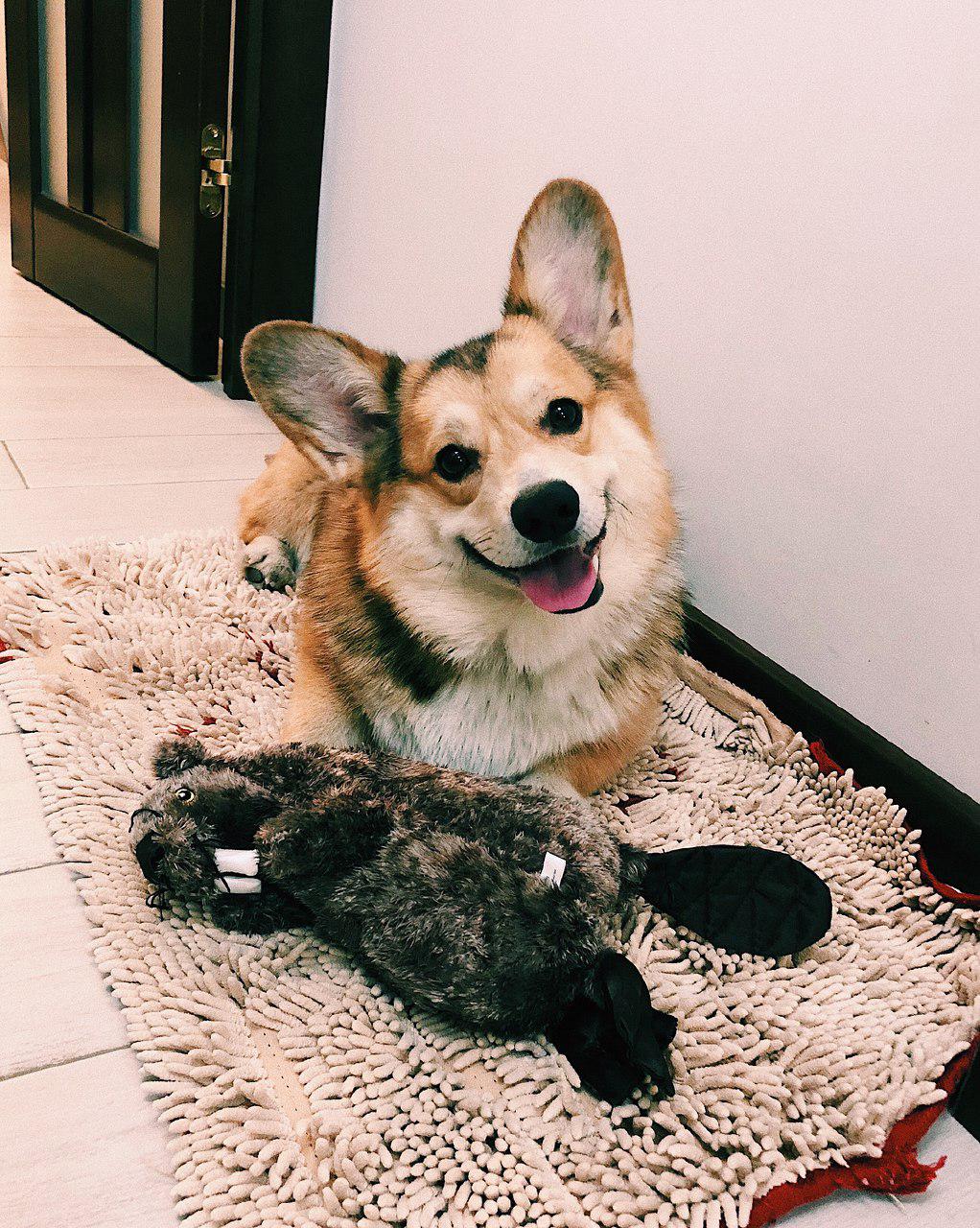 16 Photos Оf Happy Corgis | PetPress