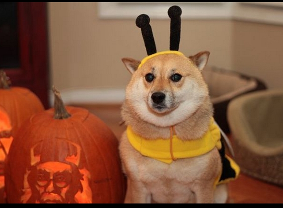 14 Funny Shiba Inu Costumes to Win at Halloween | Page 2 of 3 | PetPress