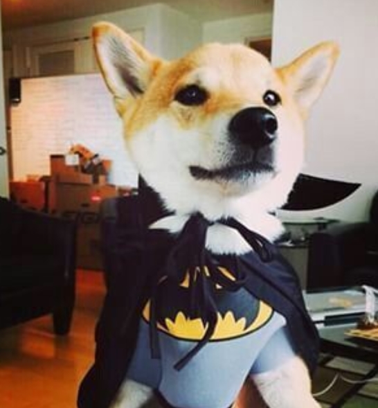 14 Funny Shiba Inu Costumes to Win at Halloween | Page 2 of 3 | PetPress