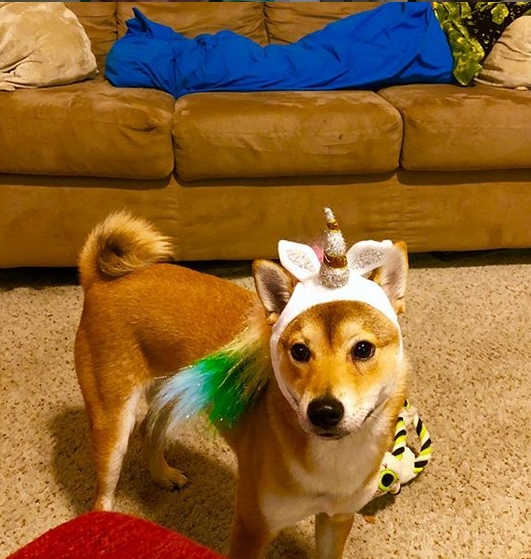 14 Funny Shiba Inu Costumes to Win at Halloween | Page 2 of 3 | PetPress