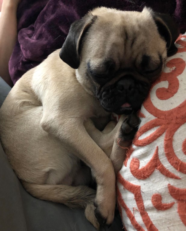 17 Reasons Why You Have To Run Away From The Pugs As Fast As You Can ...