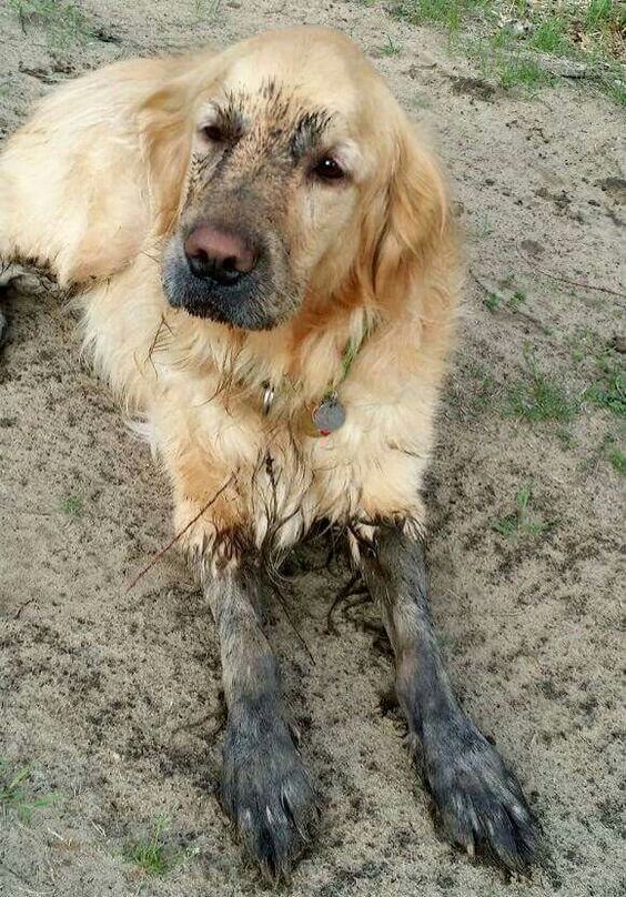 14 Funny Pictures Showing What Golden Retrievers Do Every Day | Page 3 ...