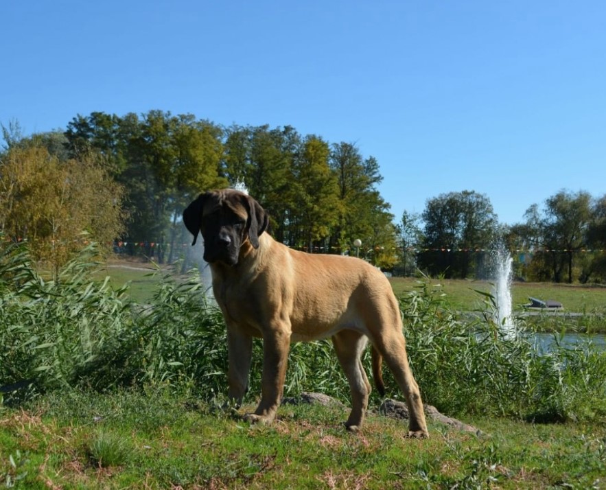14 Things Your Mastiff Can Do For You | PetPress