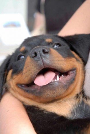 14 Reasons Why Rottweilers Are Just Terrifying - PetPress