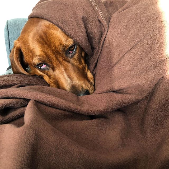 14 Interesting Facts About Coonhounds | Page 3 of 4 | PetPress