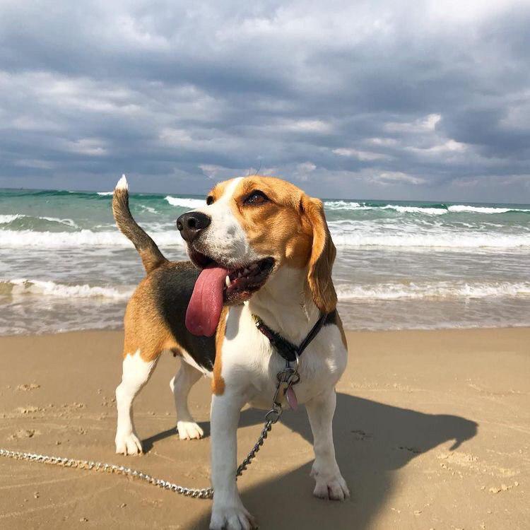 14 Adorable Beagles Who Just Want to Play | PetPress