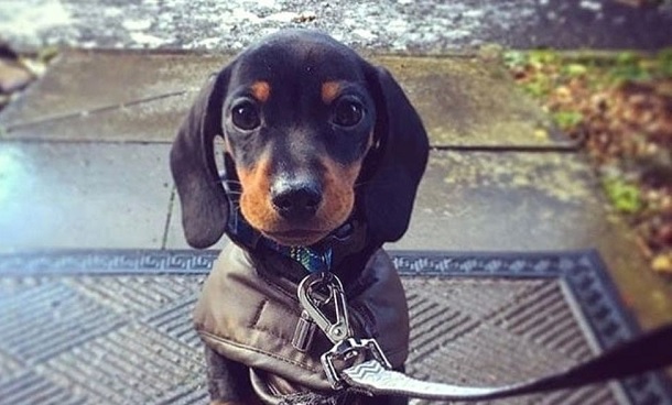 14 Cute Dachshunds That Will Make Your Heart Melt - PetPress