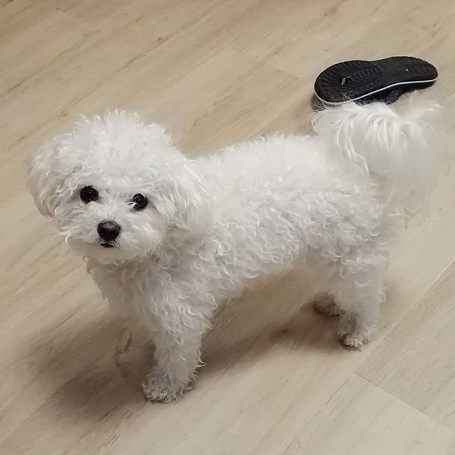 14 Things You Didn’t Know About the Bolognese Dog | PetPress