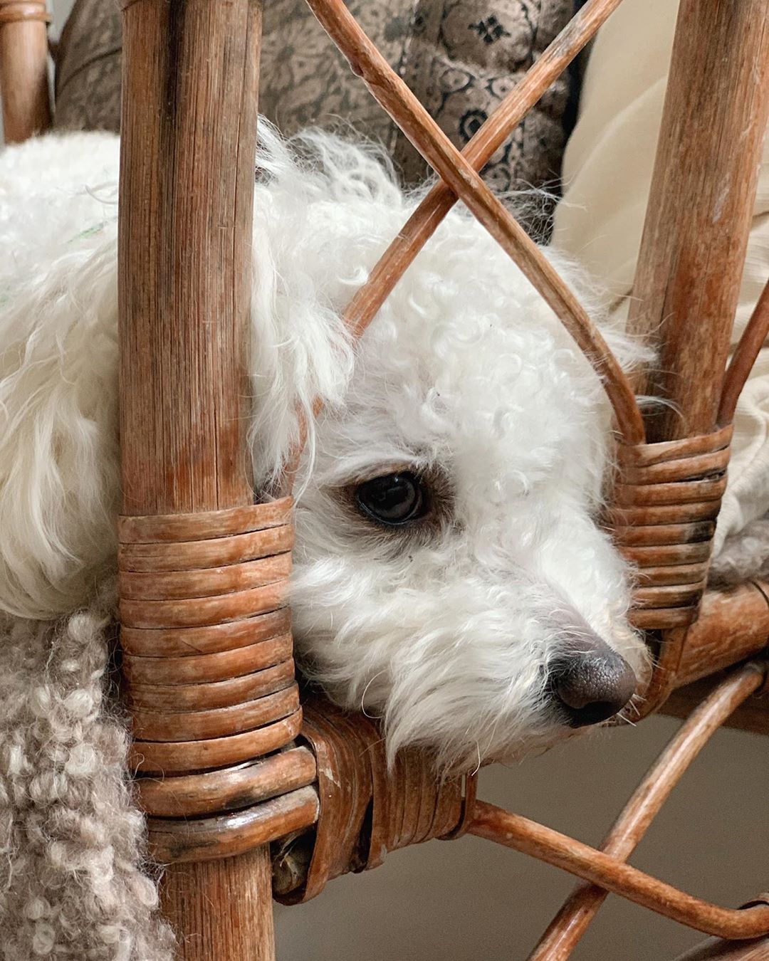 14 Things You Didn’t Know About the Bolognese Dog | PetPress