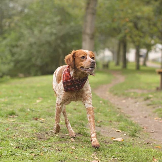 14 Fascinating Facts About the Brittany Dog Breed | Page 2 of 3 | PetPress