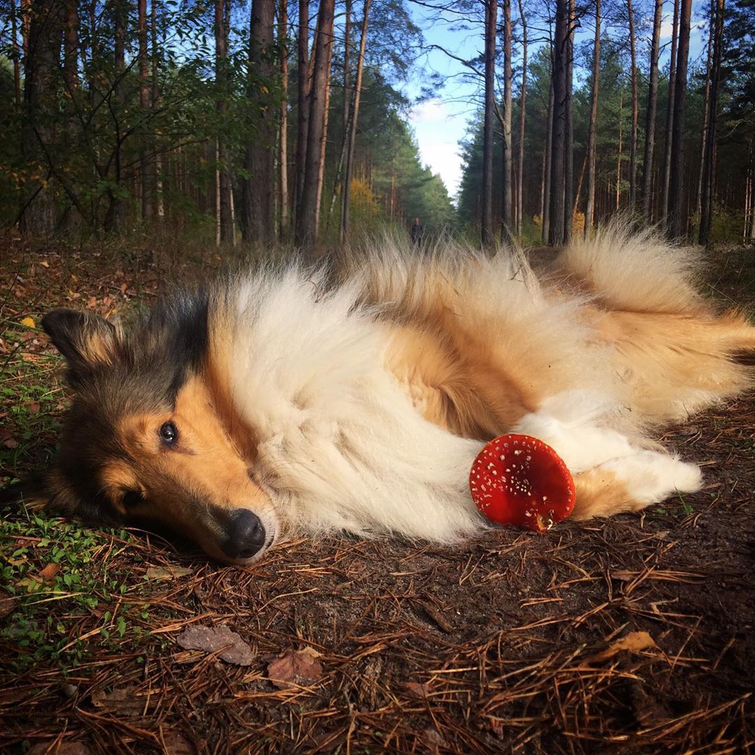 14 Facts About Collies That Prove They Are a Beautiful Breed | PetPress