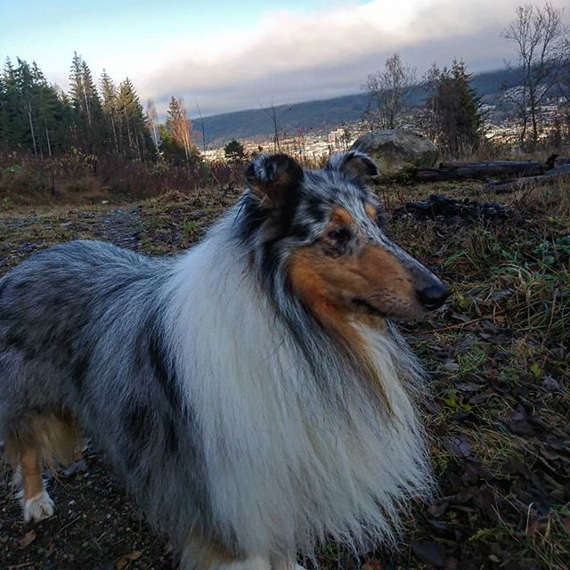 14 Facts About Collies That Prove They Are a Beautiful Breed | PetPress