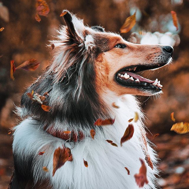 14 Facts About Collies That Prove They Are a Beautiful Breed | PetPress