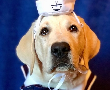 14 Halloween Costumes That Will Bring a Lot of Sweets to Your Labrador ...