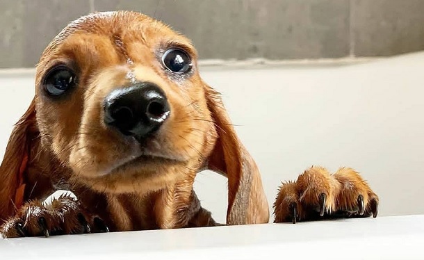 14 Pictures Proving That Dachshund Is The Cutest Dog In The World ...