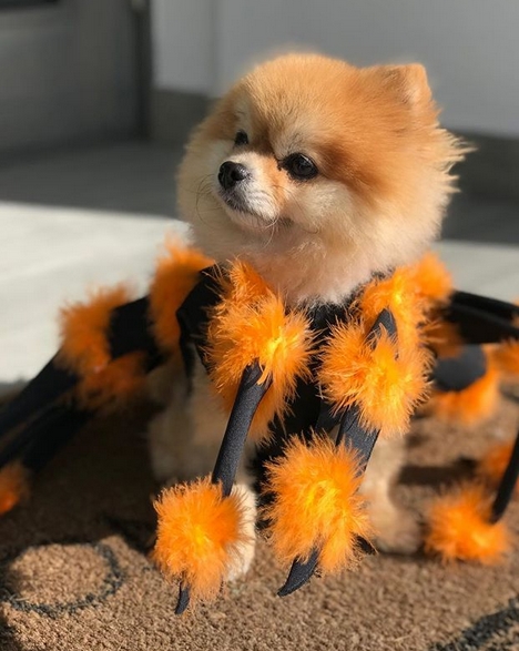 14 Funny Pictures Proving That Pomeranians are Too Cute in any ...
