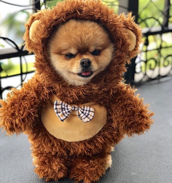 14 Funny Pictures Proving That Pomeranians are Too Cute in any ...