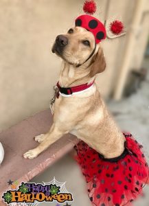 14 Halloween Costumes That Will Bring a Lot of Sweets to Your Labrador ...