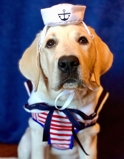 14 Halloween Costumes That Will Bring a Lot of Sweets to Your Labrador ...