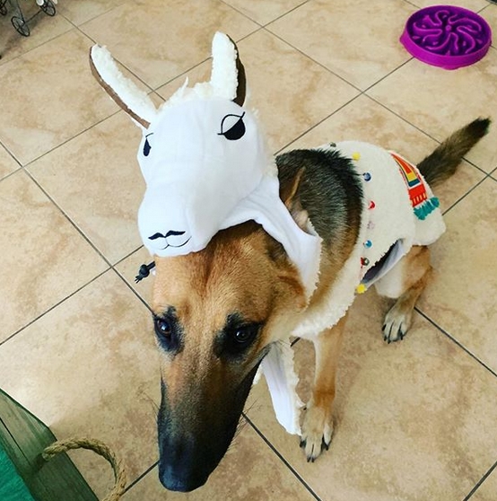 14 Popular German Shepherd Costumes for Halloween - PetPress