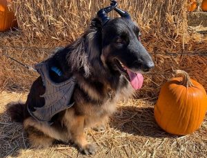 14 Popular German Shepherd Costumes for Halloween - PetPress