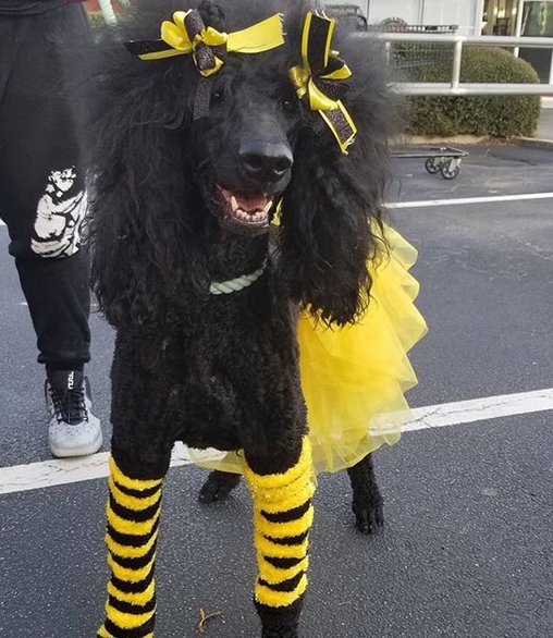 14 Trendy Halloween Costumes for Poodles - PetPress