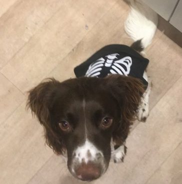 14 Halloween Costume Ideas for Springer Spaniels | Page 2 of 3 | PetPress