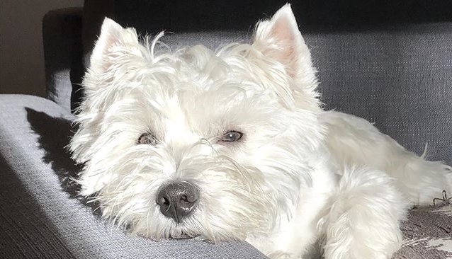 14 Interesting Facts About the West Highland Terrier | Page 2 of 3 ...