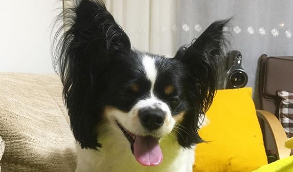 14 Little Known Facts About Papillons - PetPress