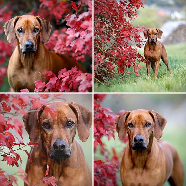14 Interesting Facts About Rhodesian Ridgebacks | PetPress
