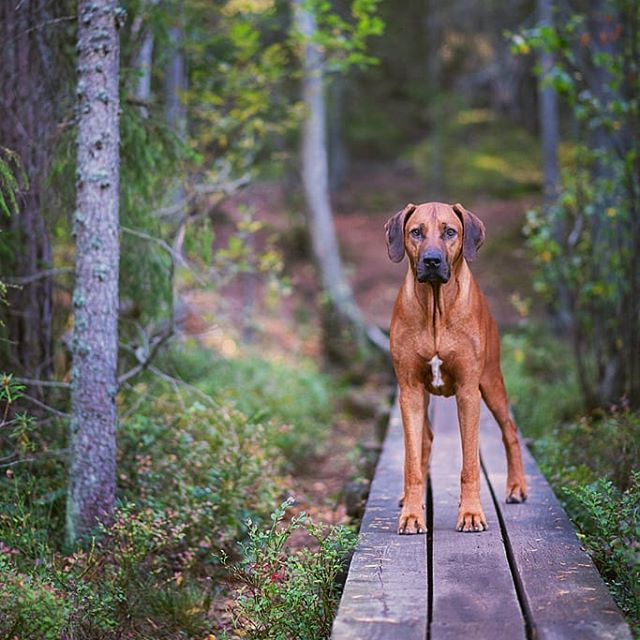 14 Interesting Facts About Rhodesian Ridgebacks | PetPress