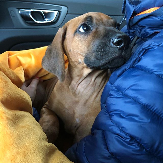 14 Interesting Facts About Rhodesian Ridgebacks | PetPress