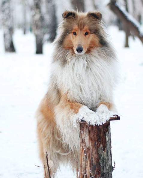 14 Main Characteristics Of The Collie Dog Breed | PetPress