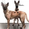 14 Facts About Belgian Malinoises And Why We Love Them | PetPress
