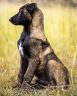 14 Facts About Belgian Malinoises And Why We Love Them | PetPress