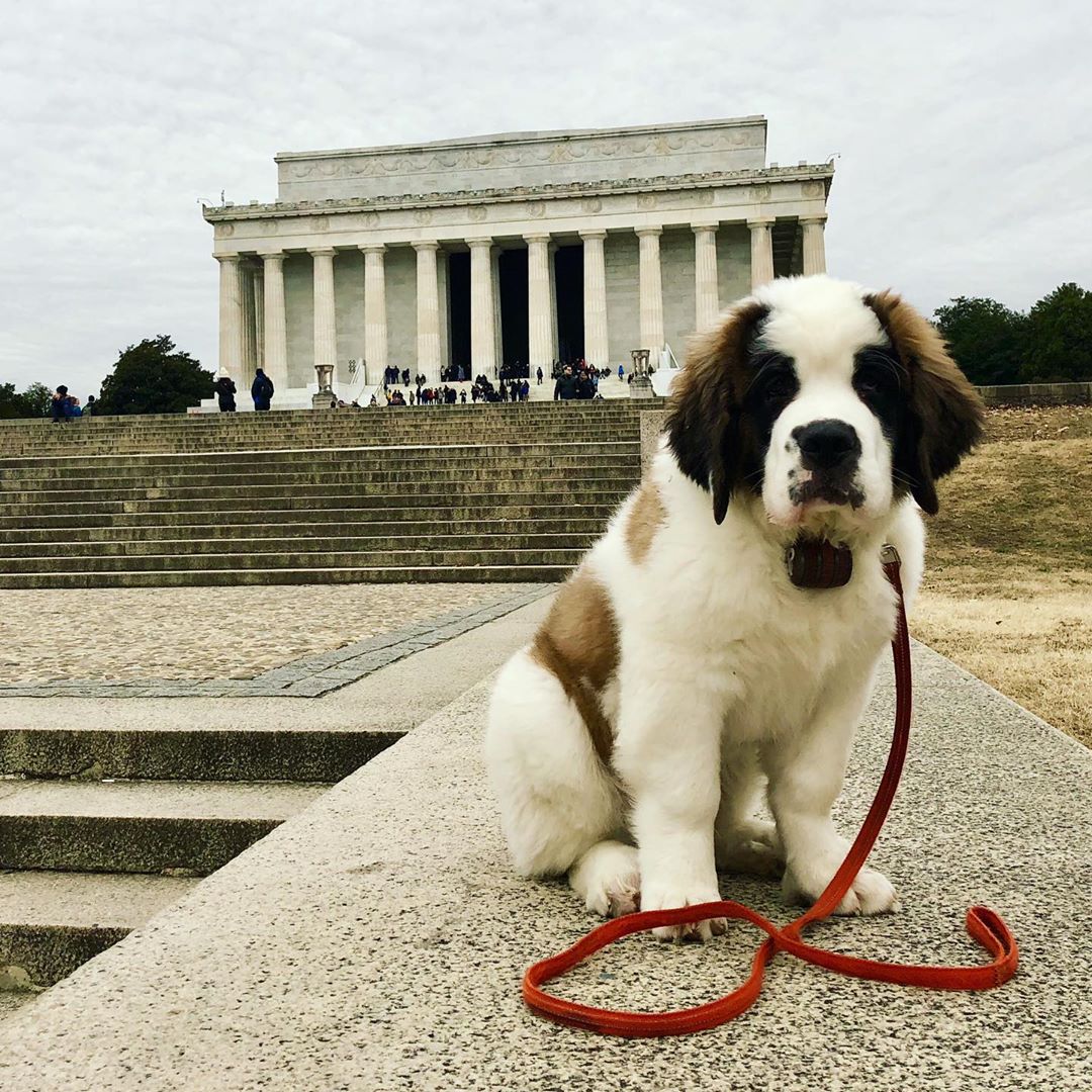 14 Cool Facts About Saint Bernards | PetPress