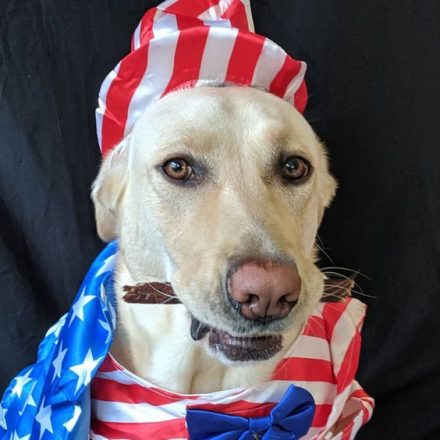 14 Cute Halloween Costumes For Labradors And Golden Retrievers - Page 2 ...