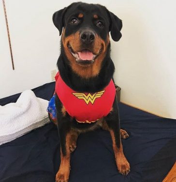 14 Funny Halloween Costumes for Rottweilers - Page 3 of 3 - PetPress