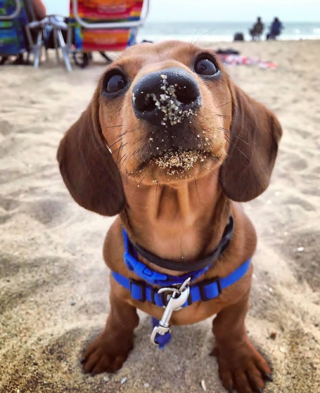 14 Photos Of The Funniest Dachshunds You Have Ever Seen | Page 3 of 3 ...