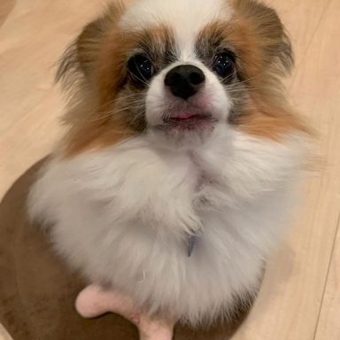 14 Little Known Facts About Papillons | PetPress