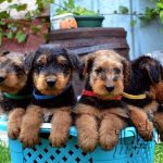 14 Versatile Facts About the Airedale Terrier | PetPress
